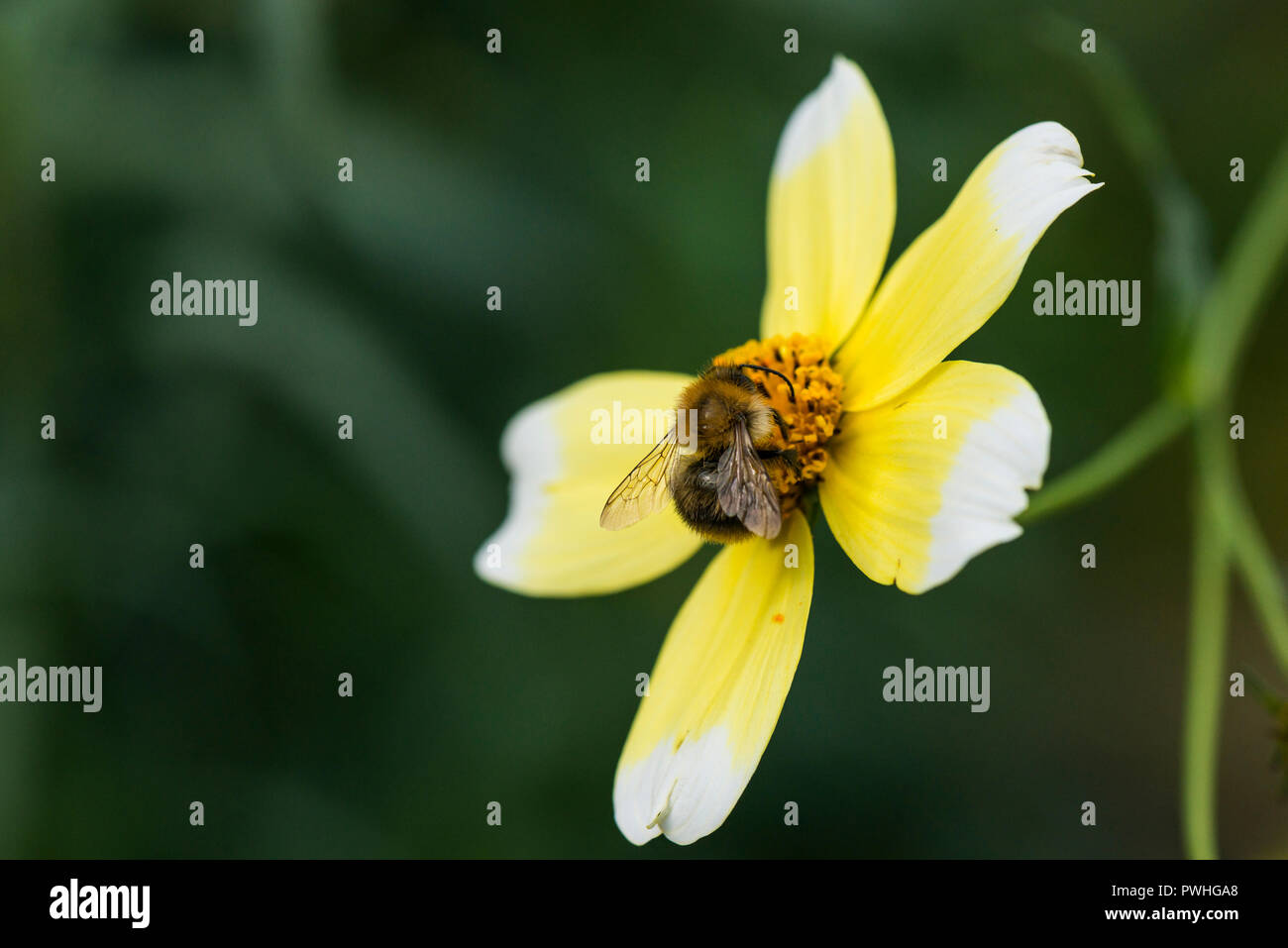 A bumble bee on the flower of a Arizona beggarticks 'Hannay's Lemon ...