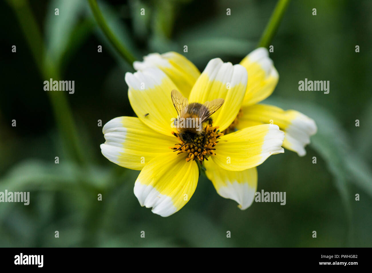 Bidens heterophylla hi-res stock photography and images - Alamy