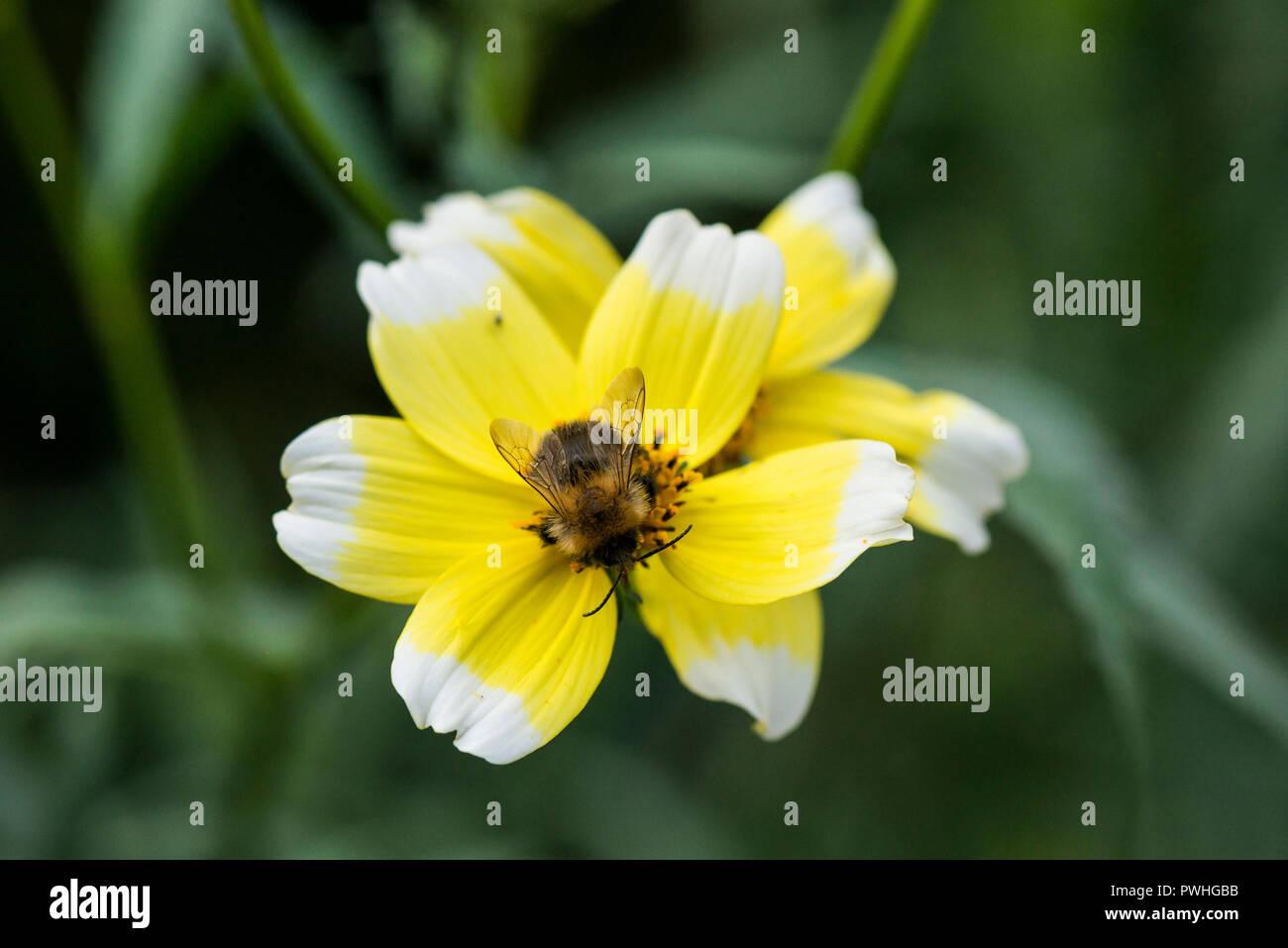 A bumble bee on the flower of a Arizona beggarticks 'Hannay's Lemon ...