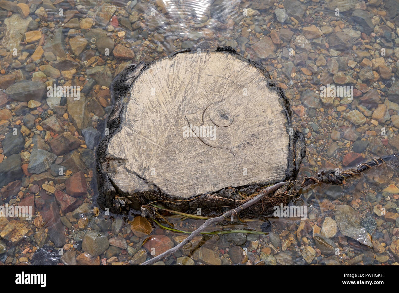 Cut stump in shallow water Stock Photo - Alamy