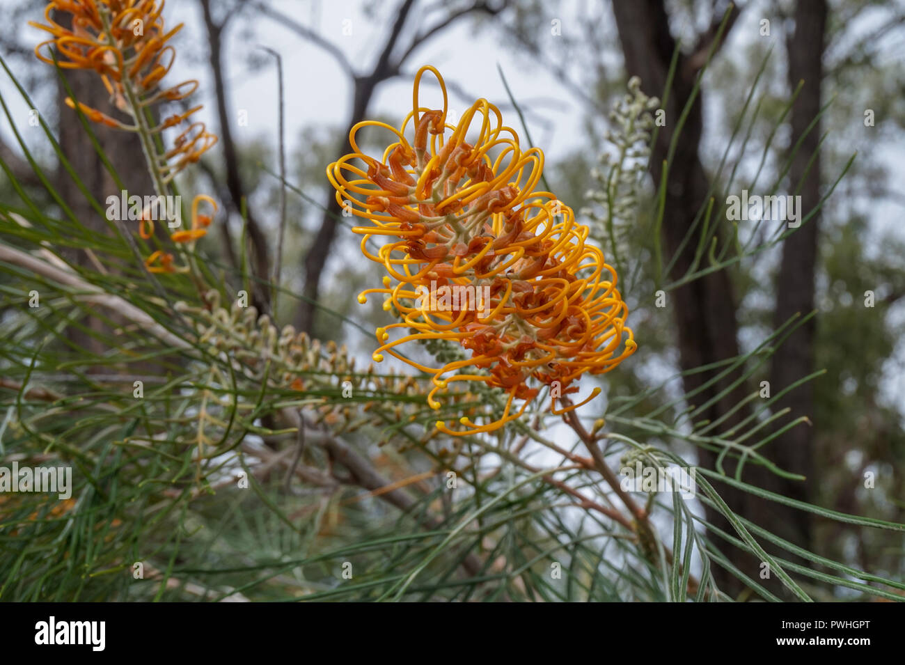 Grevillea tree hi-res stock photography and images - Alamy