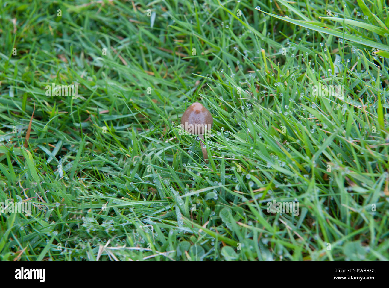 Wild mushroom and green grass Stock Photo - Alamy