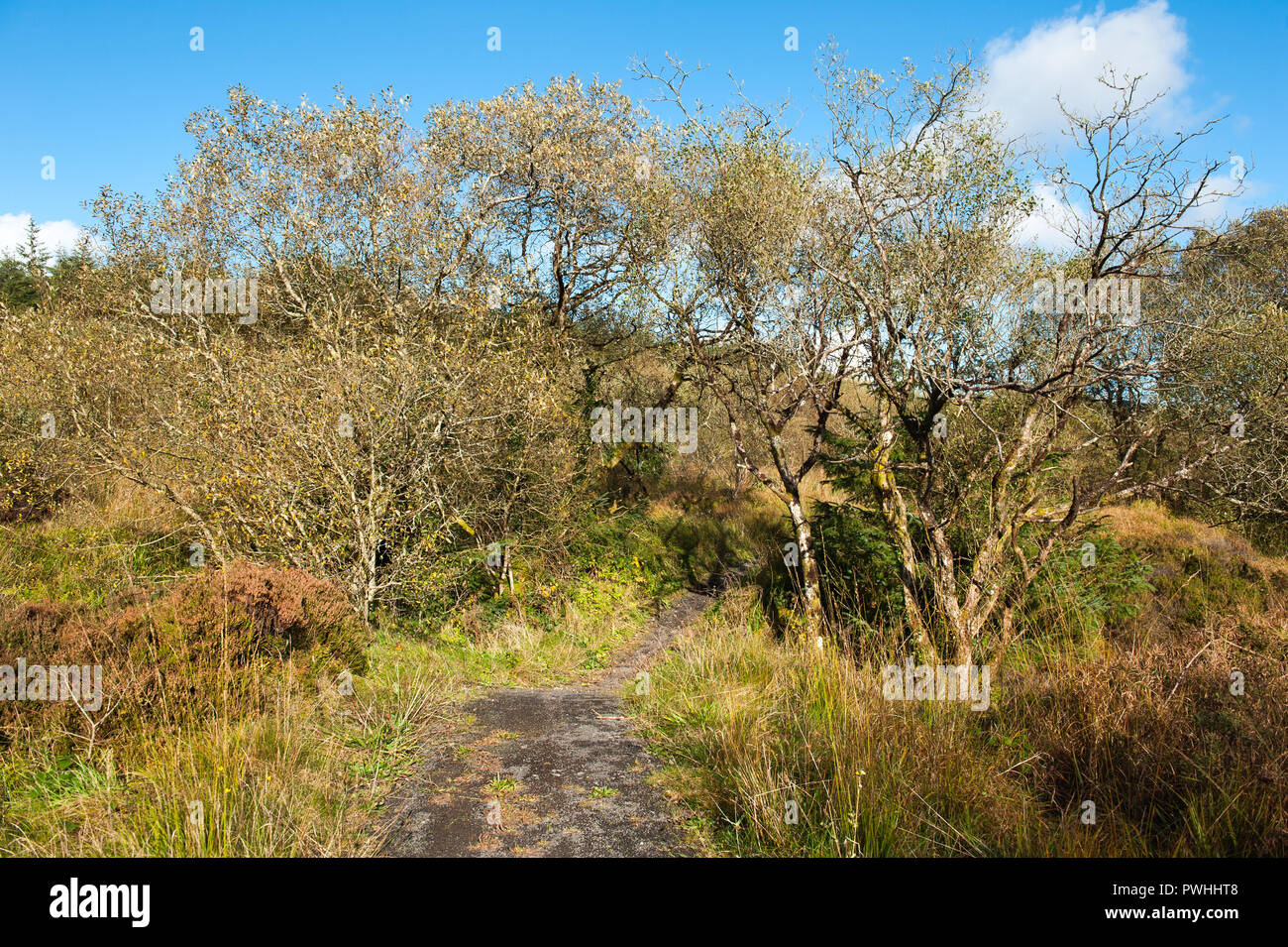 Footpath on Meenameen lake in Lough Navar Forest in Co. Fermanagh ...