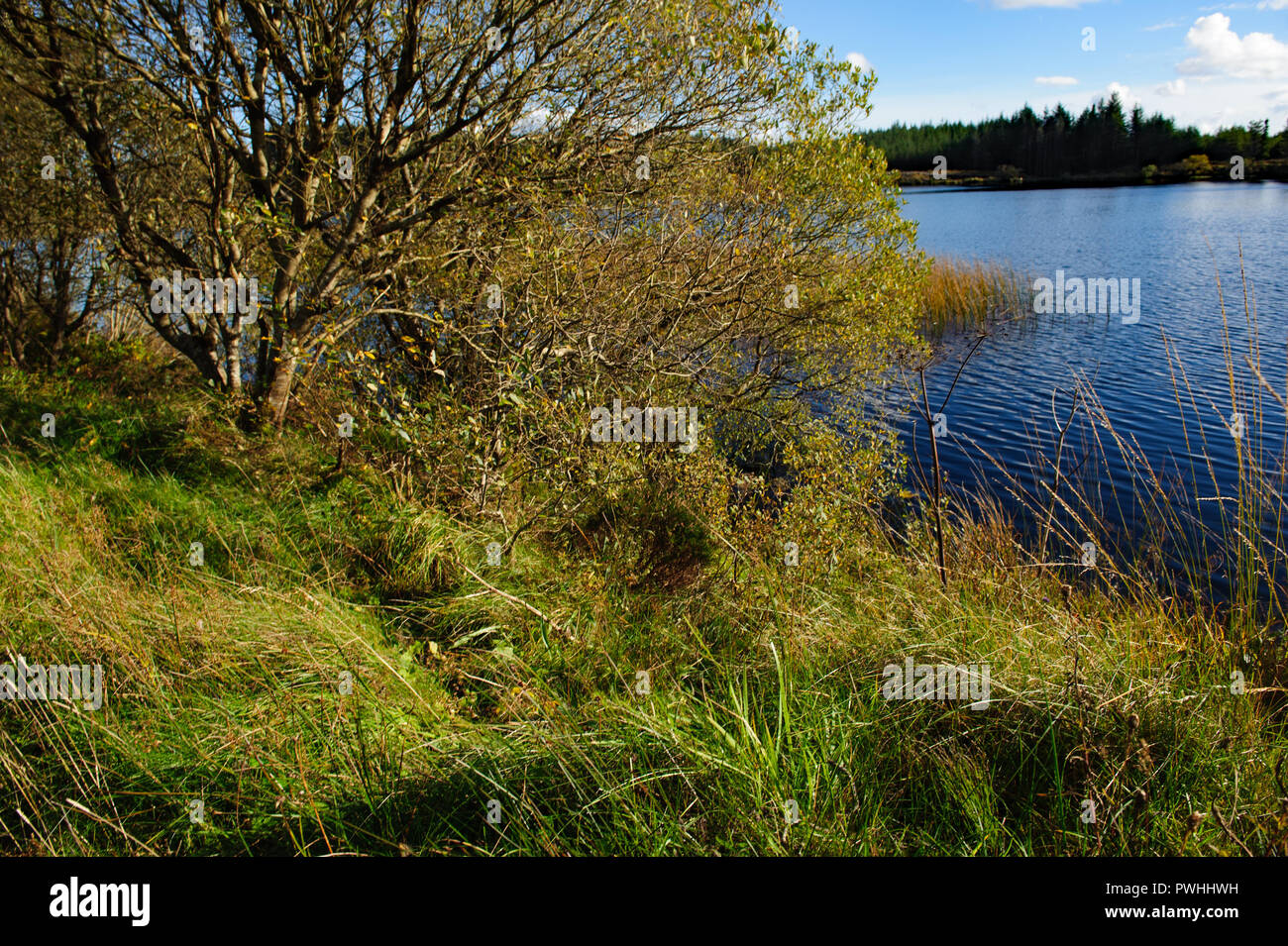 Scenic view on Meenameen lake in Lough Navar Forest in Co. Fermanagh ...