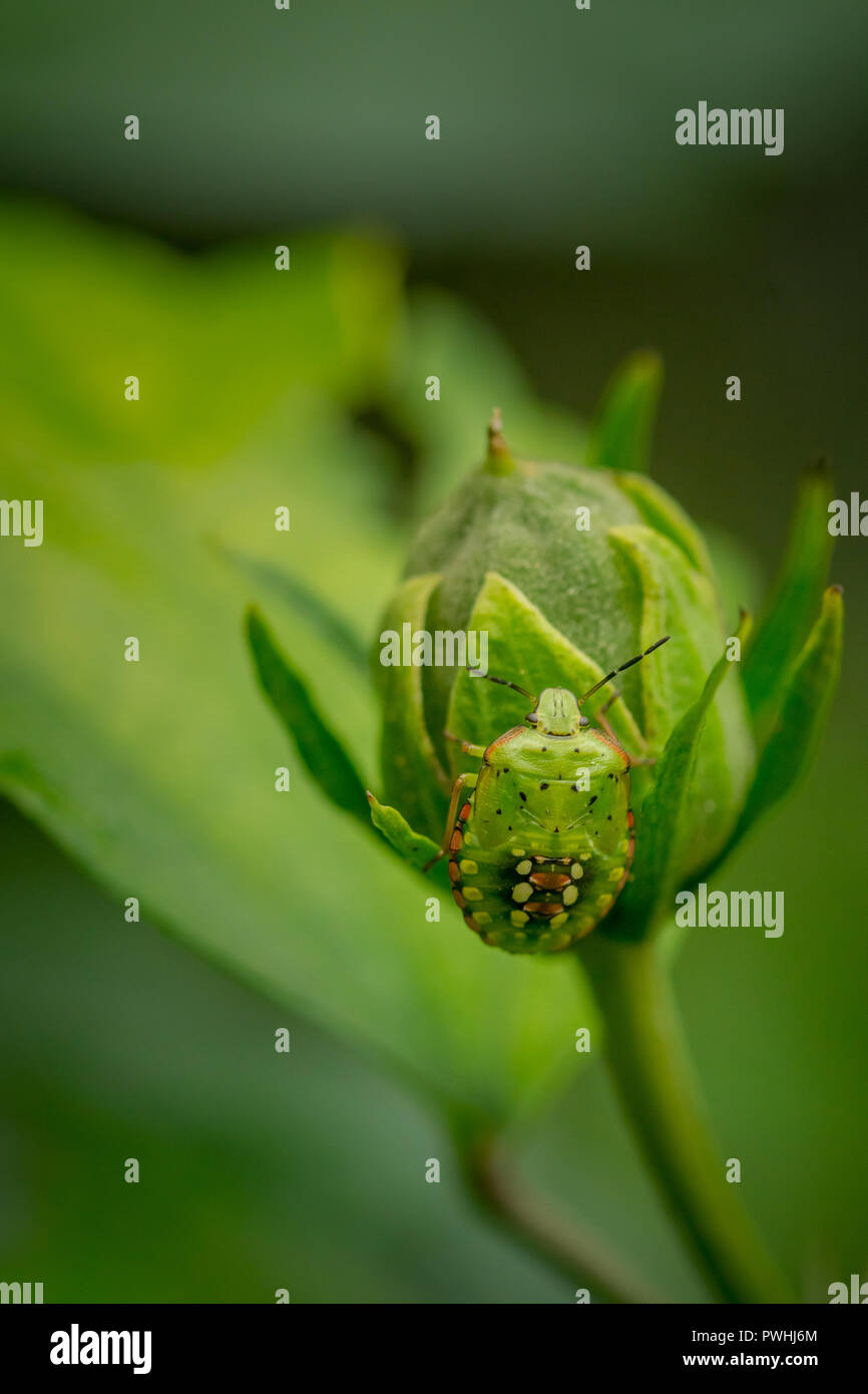 green stink bug on a closed bud with blurred bacground Stock Photo - Alamy