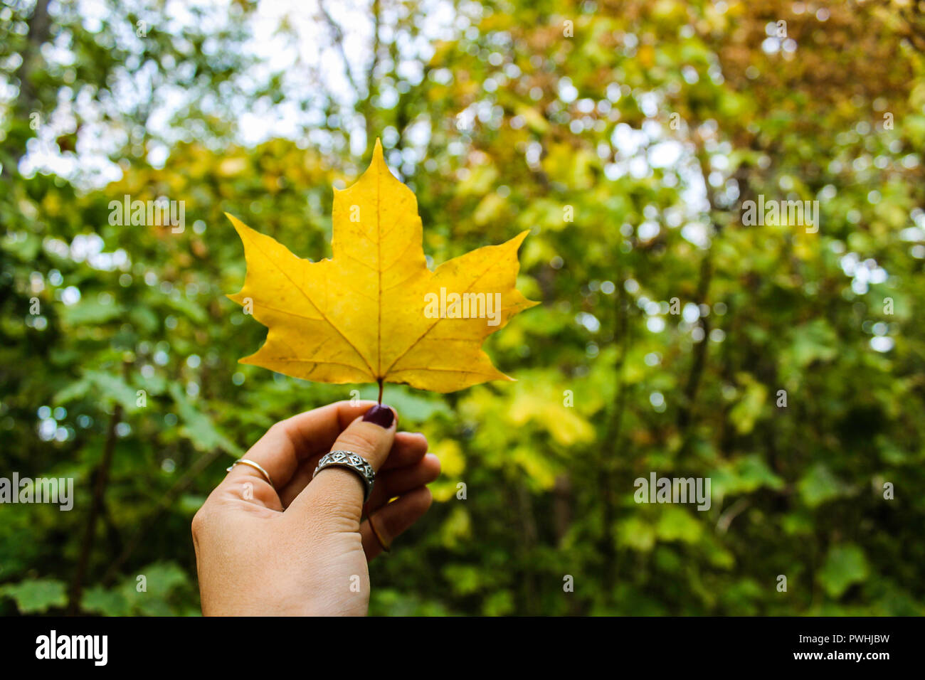 Hand holding maple leaf hi-res stock photography and images - Alamy