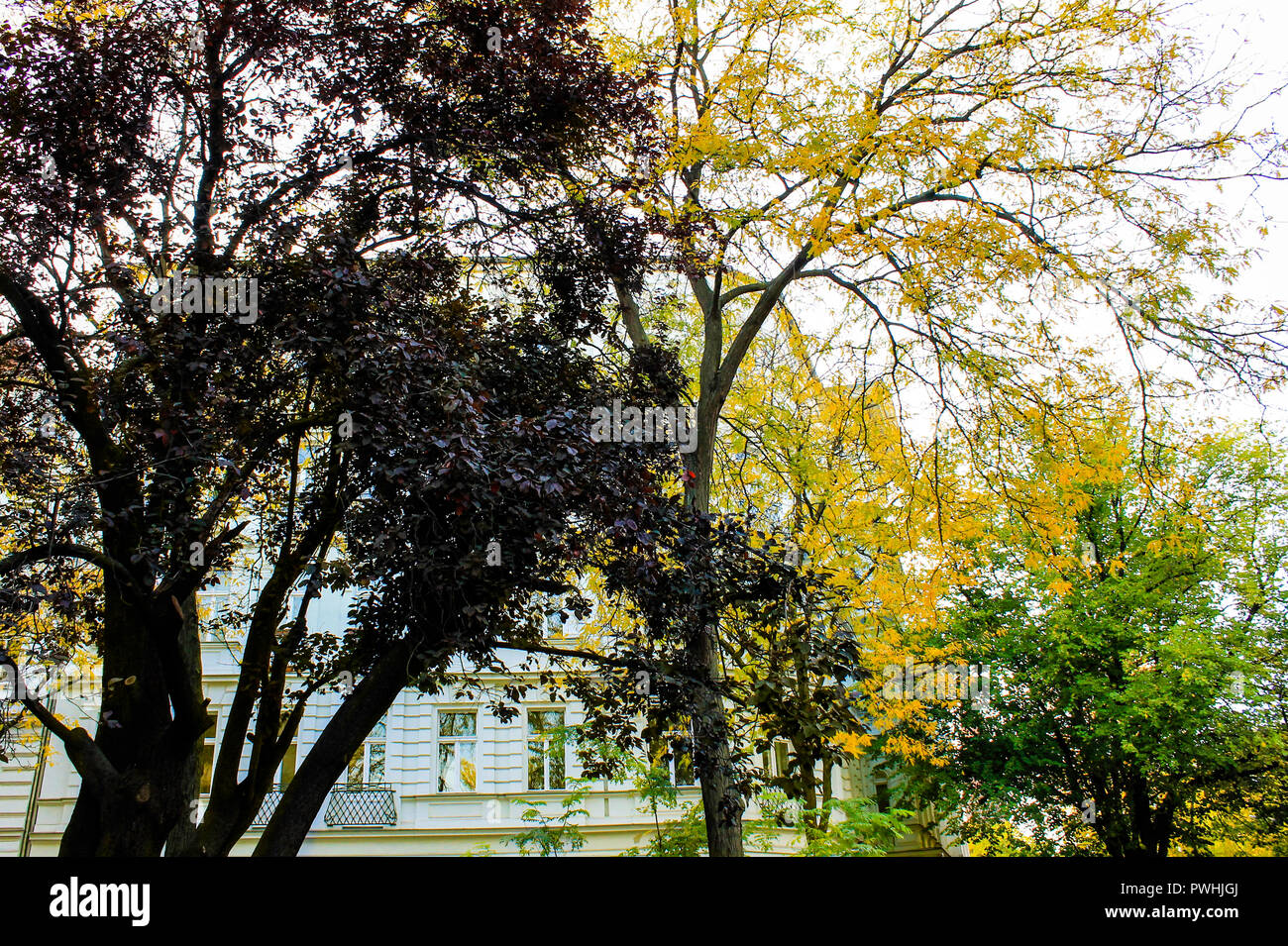 Trees change colors hi-res stock photography and images - Alamy