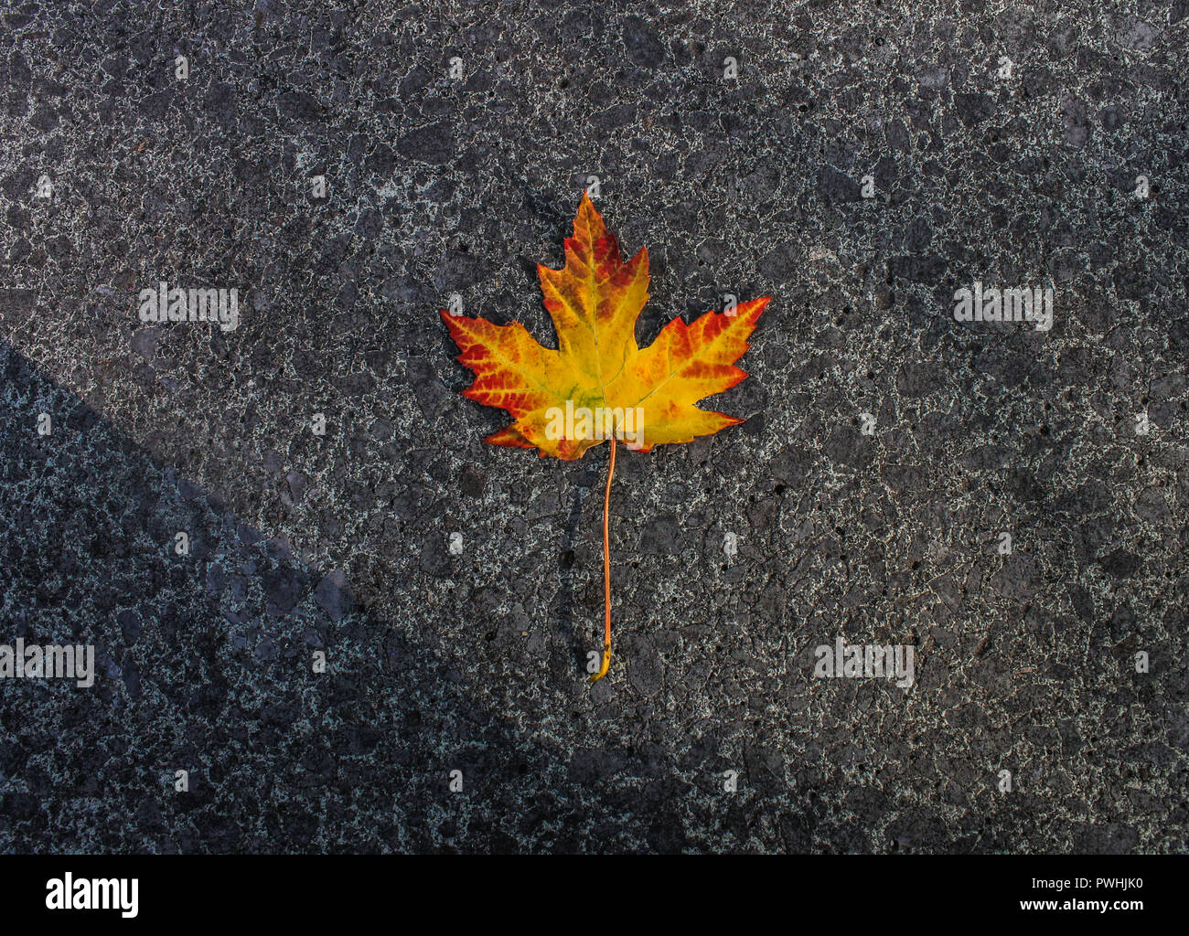 Flame maple hi-res stock photography and images - Alamy