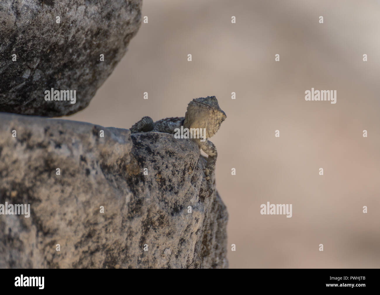 Typical snakes hi-res stock photography and images - Alamy
