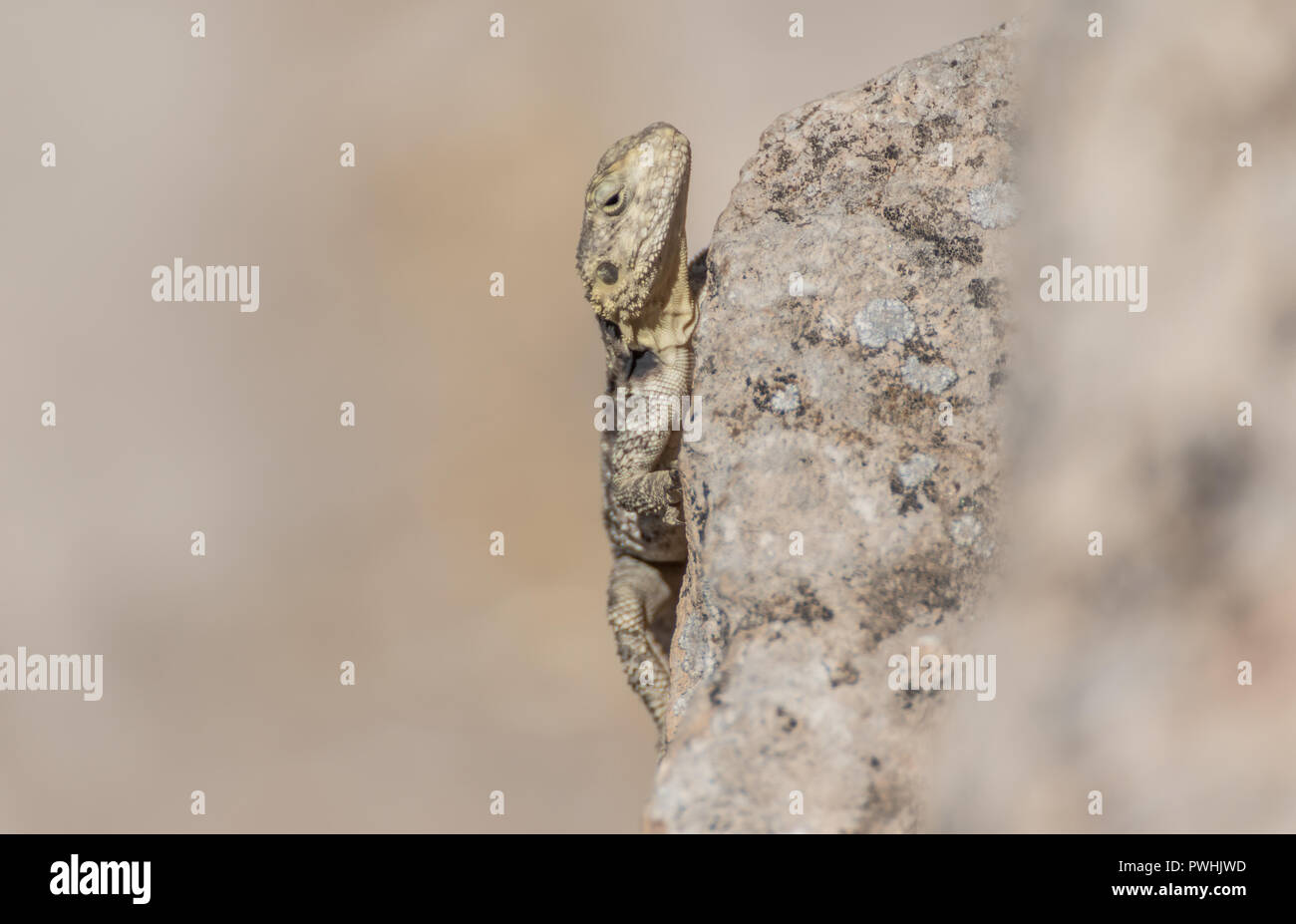 Few chilometers away from the Syrian border, Urfa is a multiethnic city ...