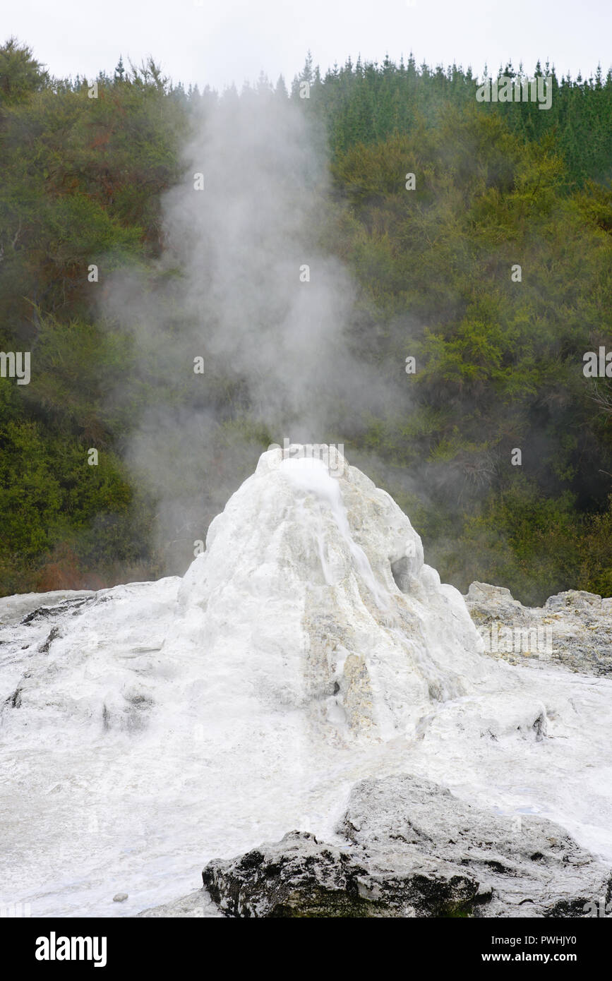 View of the Lady Knox geyser erupting in the Waiotapu area of the Taupo ...