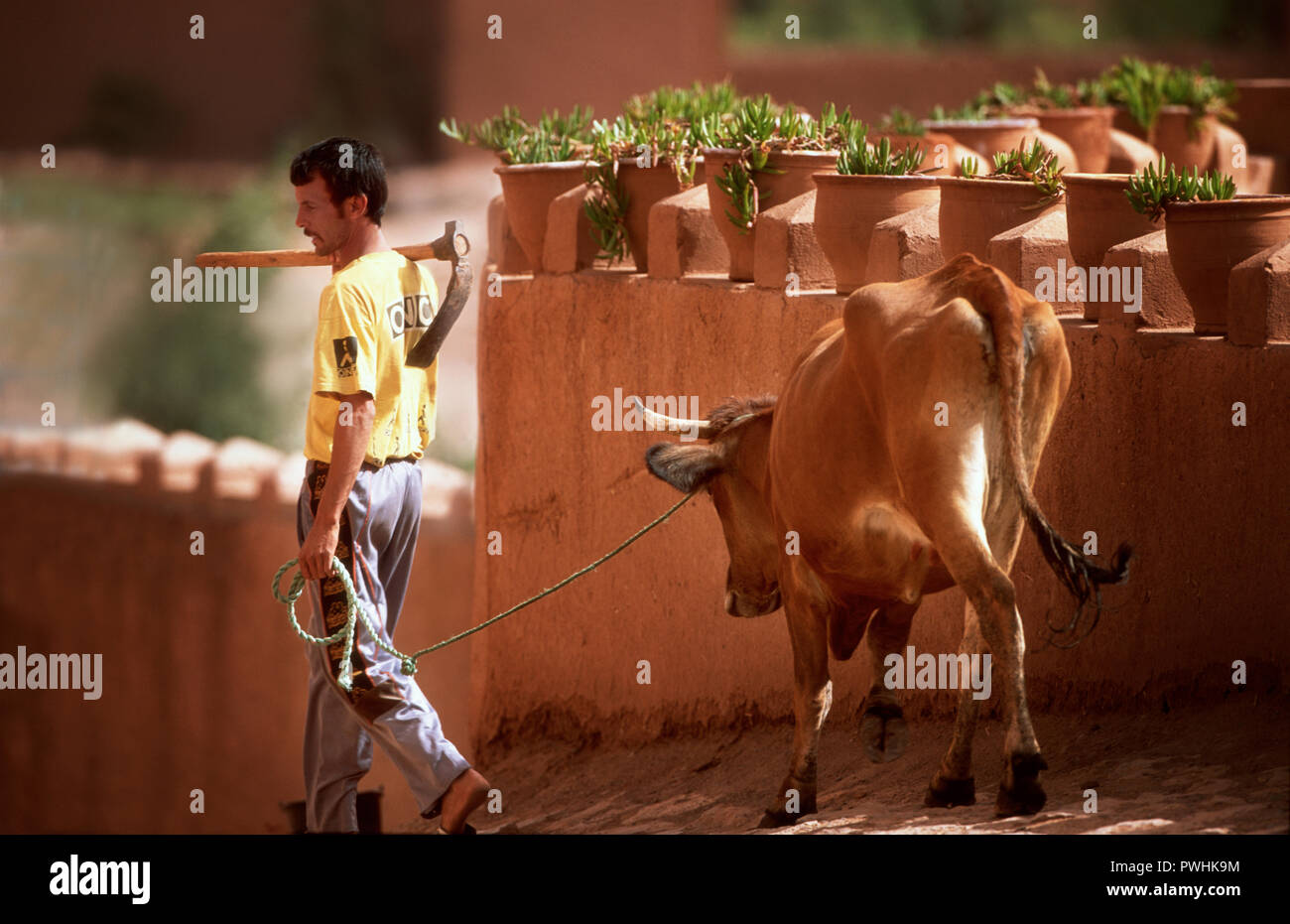 man pulling cow on leash Stock Photo - Alamy