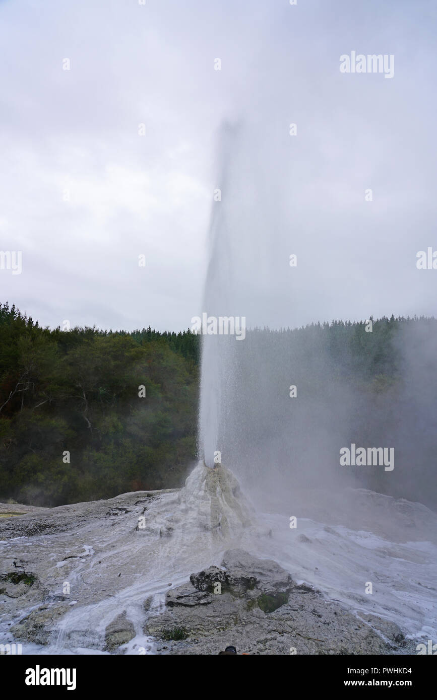 View of the Lady Knox geyser erupting in the Waiotapu area of the Taupo ...
