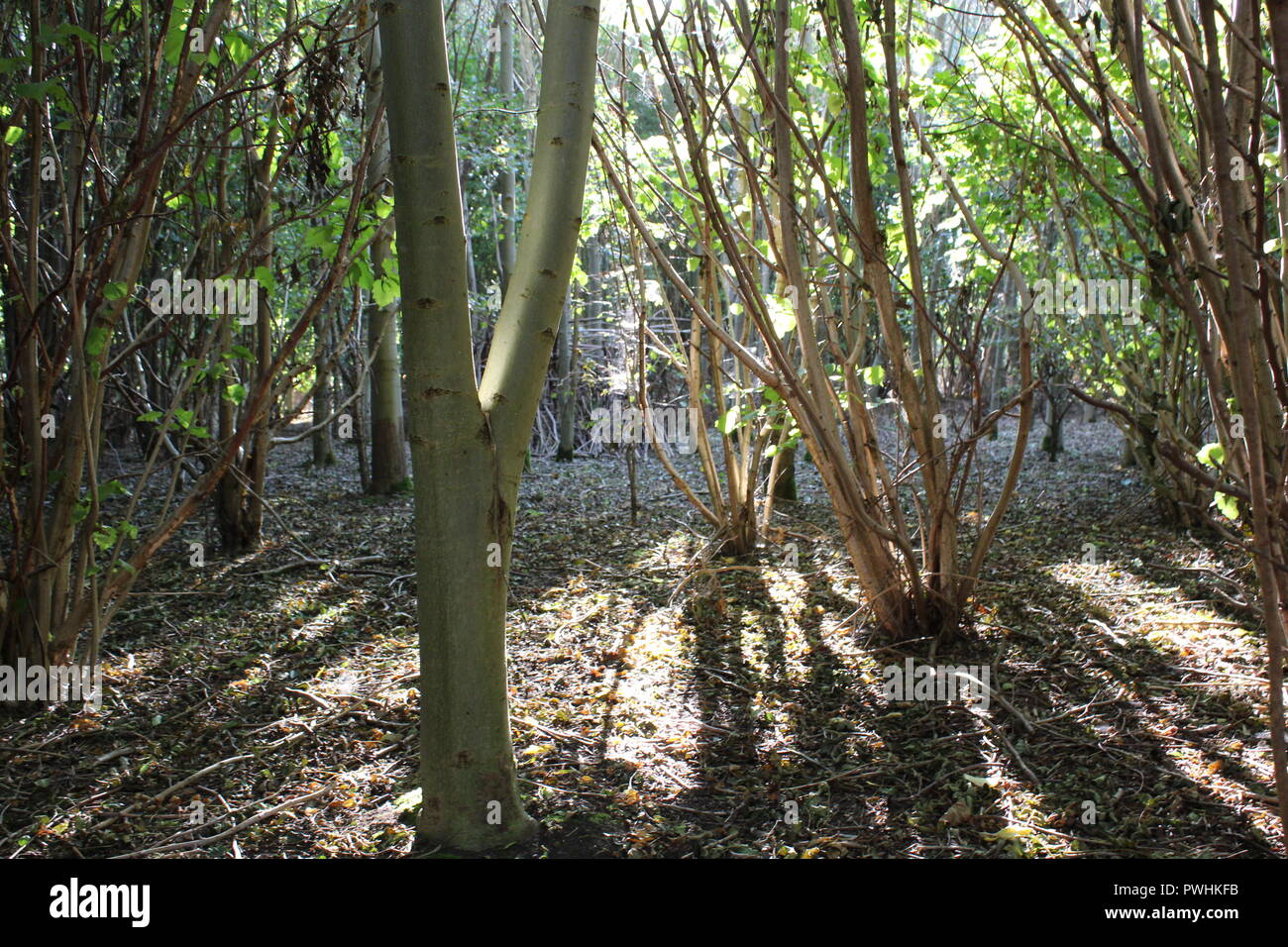 Sunlight on tree trunks in Beverley Parks, East Yorkshire Stock Photo ...