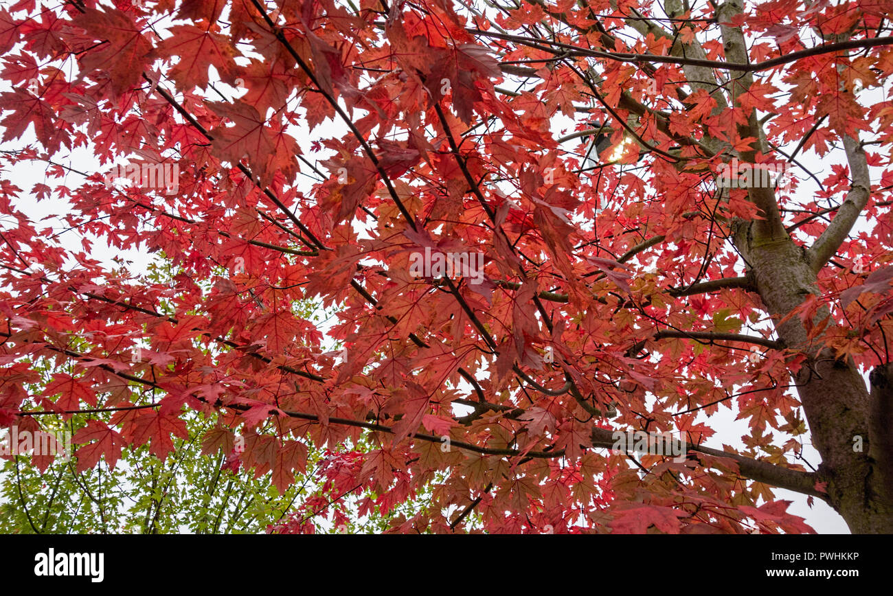 Red Acer Tree UK Stock Photo - Alamy