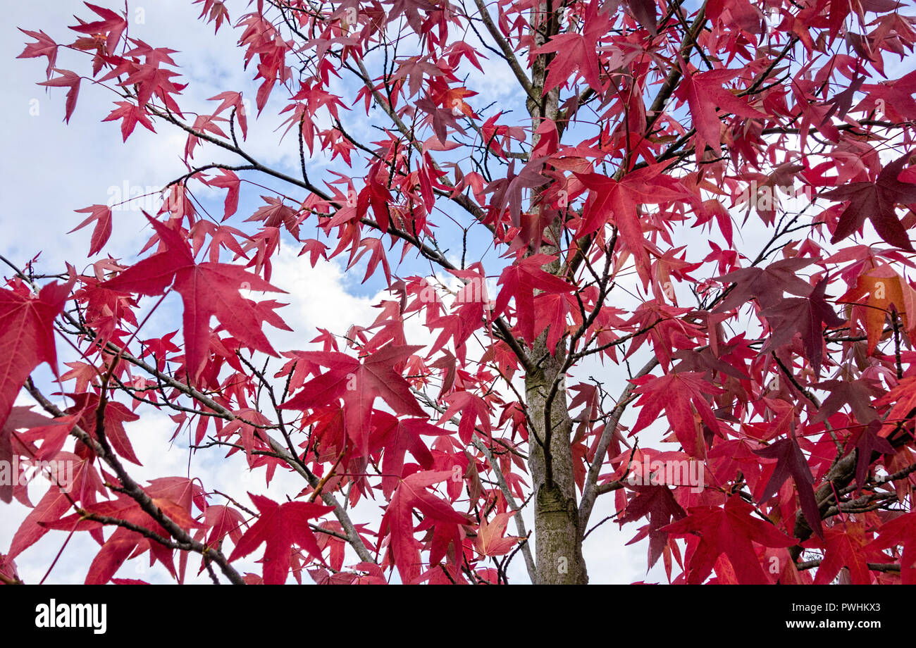 Red Acer Tree UK Stock Photo - Alamy