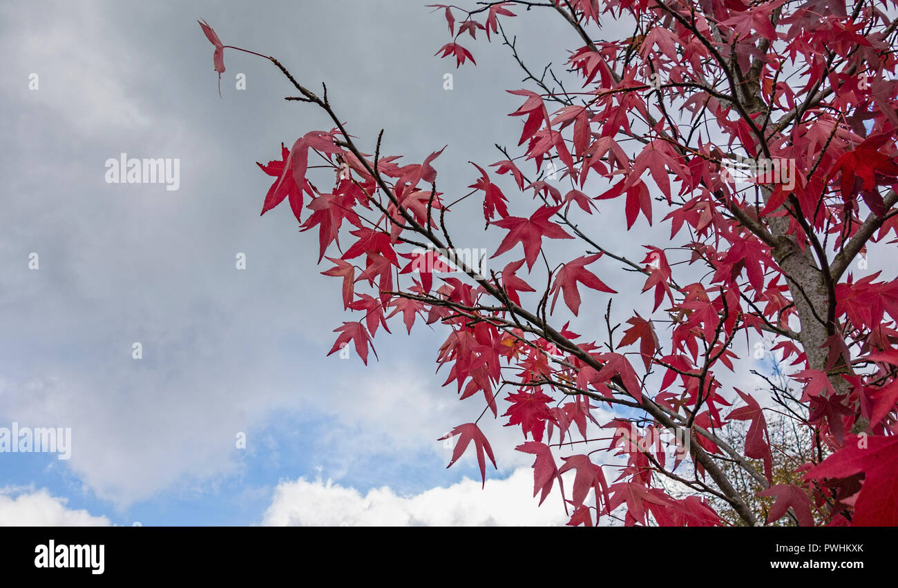 Red Acer Tree UK Stock Photo - Alamy