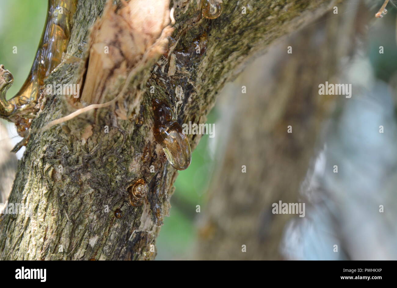 Gum tree bug hi-res stock photography and images - Alamy