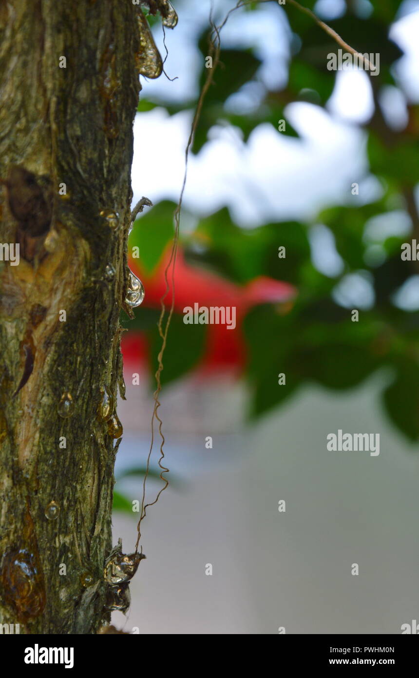 resin flow on tree in garden Stock Photo - Alamy