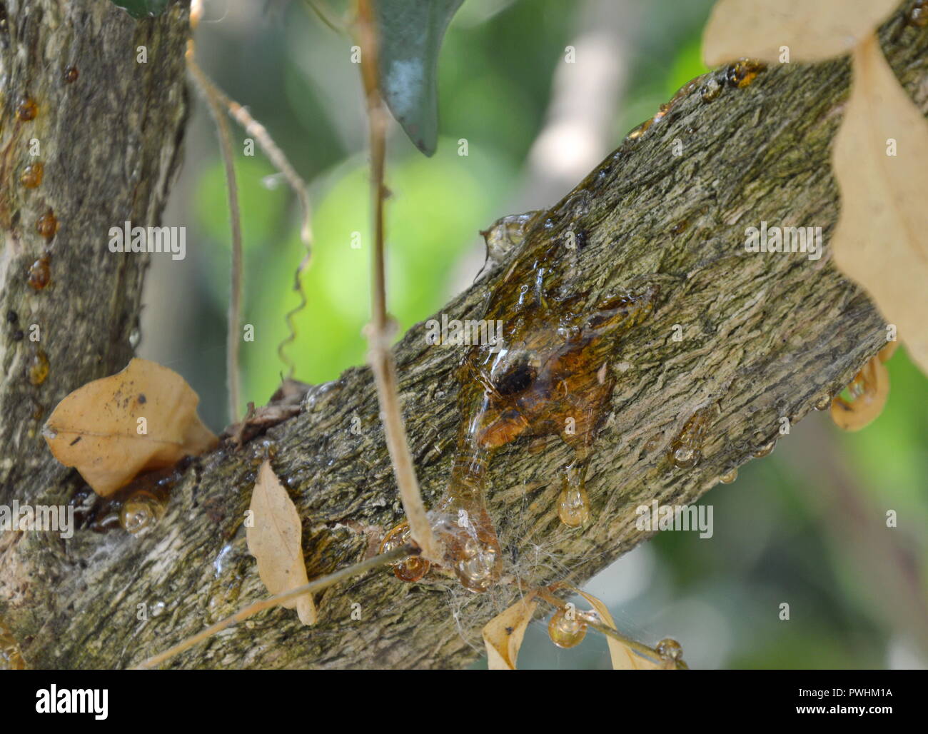 dead bug in gum tree Stock Photo - Alamy
