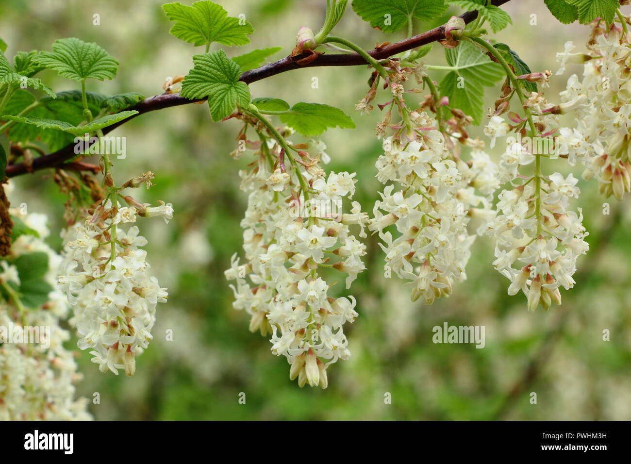 White icicle ribes sanguineum hi-res stock photography and images - Alamy