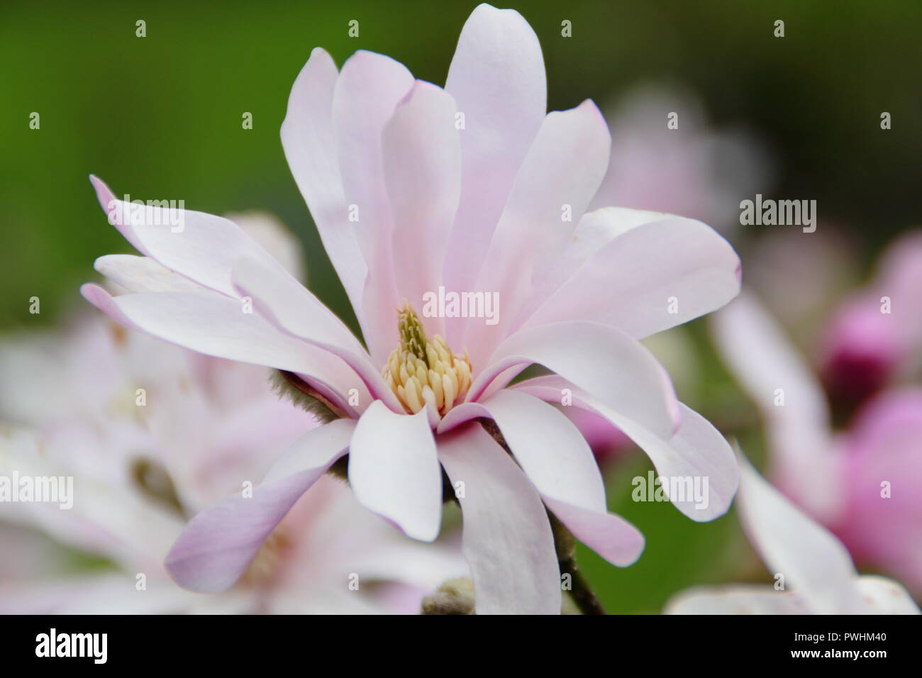 Magnolia × loebneri 'Leonard Messel in flower, spring, UK Stock Photo ...