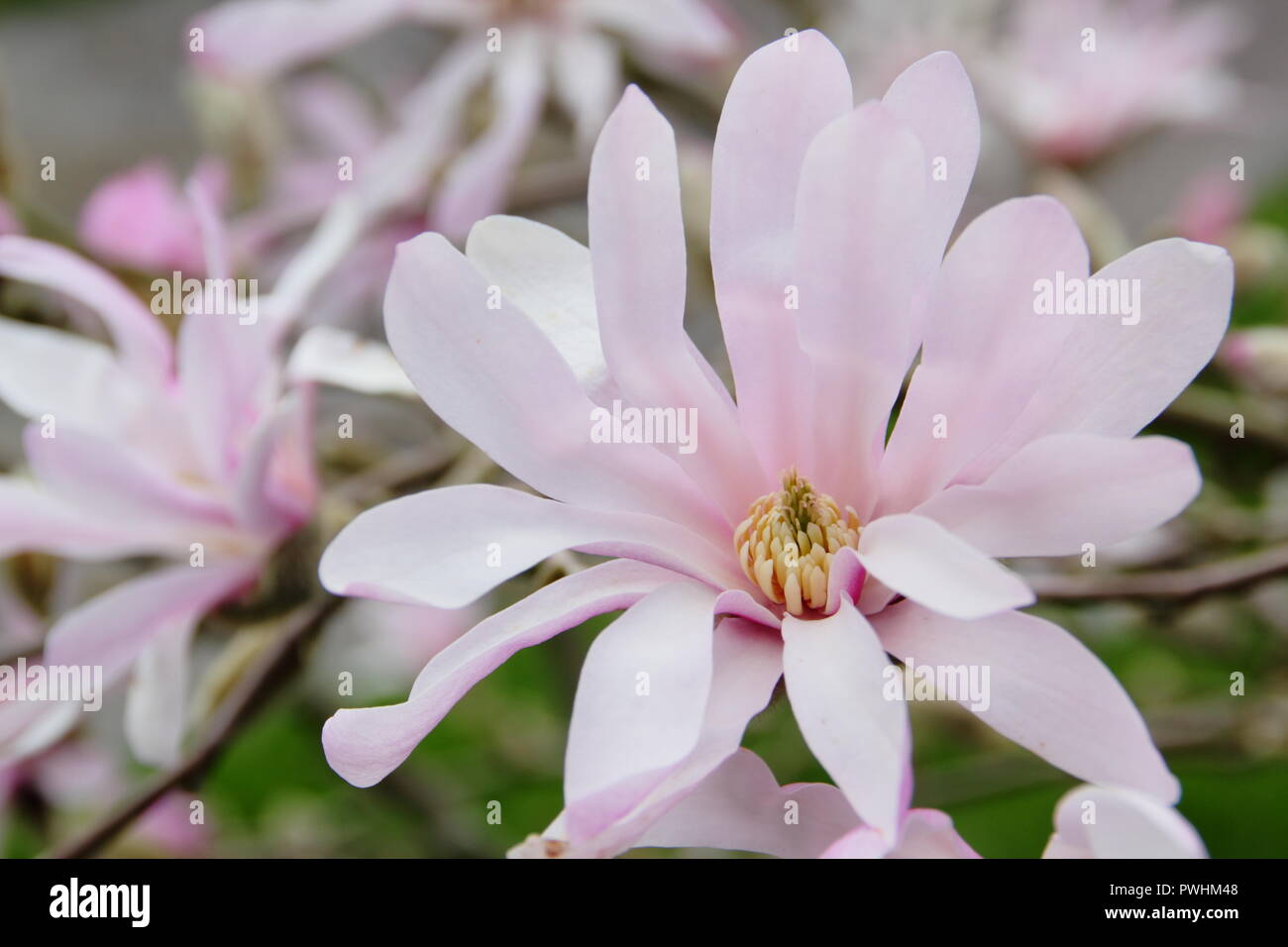 Magnolia × loebneri 'Leonard Messel in flower, spring, UK Stock Photo ...