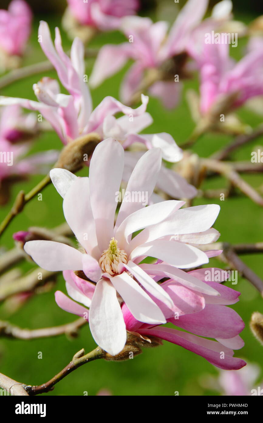 Magnolia × loebneri 'Leonard Messel in flower, spring, UK Stock Photo ...