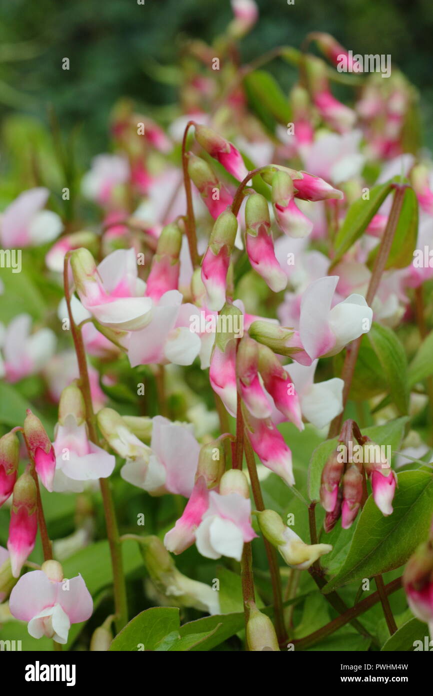 Lathyrus vernus 'Alboroseus'. Annual Spring Vetchling or spring pea in ...