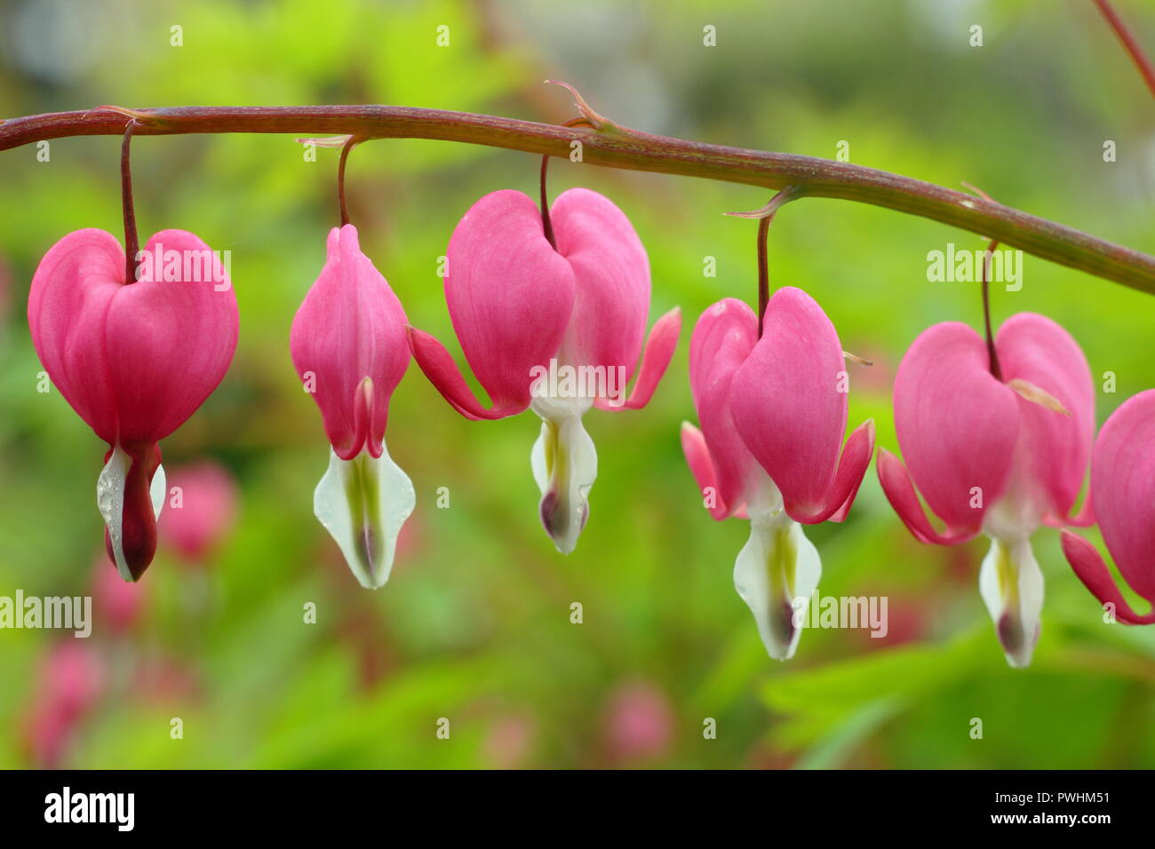 Lamprocapnos spectabilis bleeding heart, also called dicentra ...