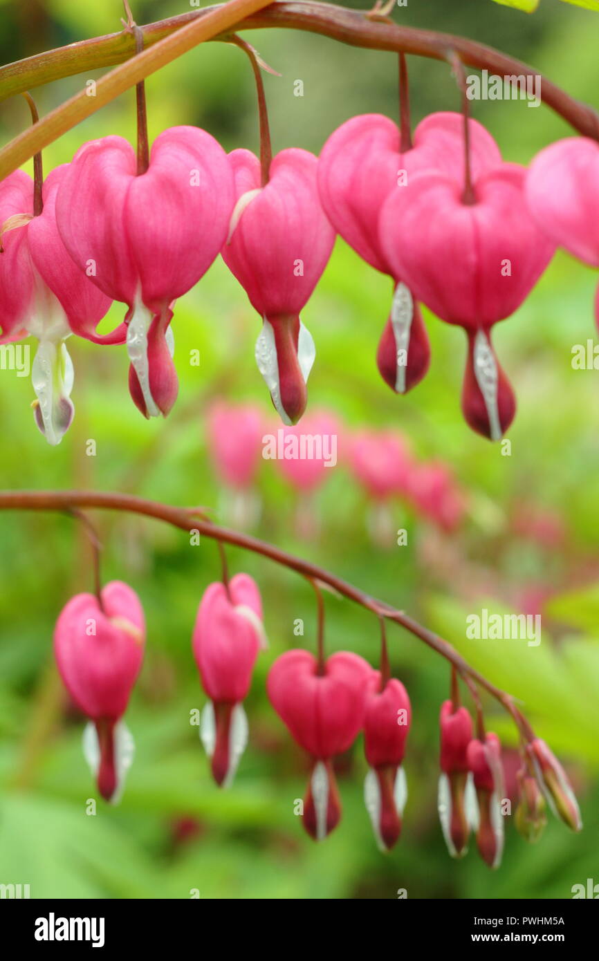 Spectabilis hi-res stock photography and images - Alamy