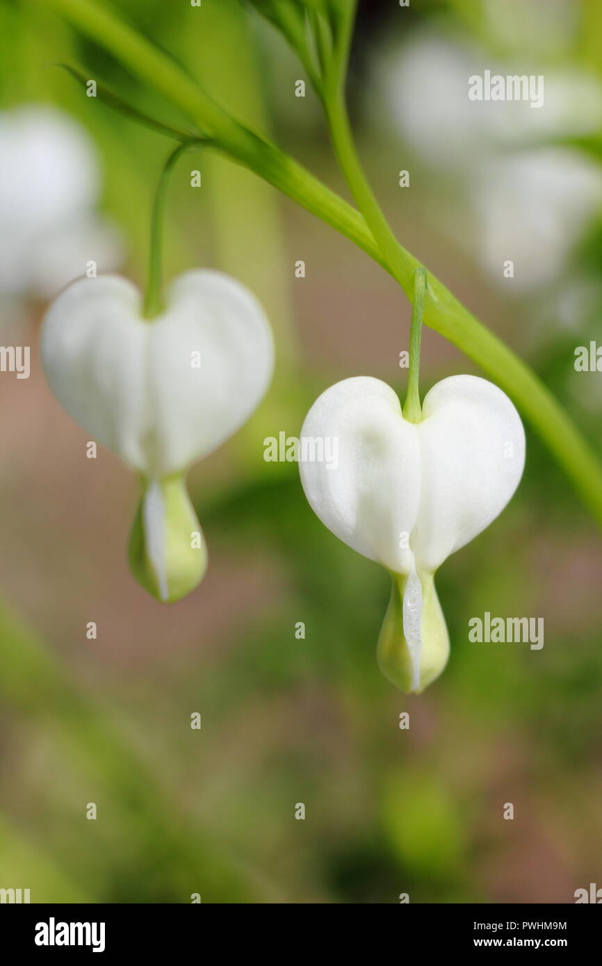 Dicentra Spectabilis Alba,also called Lamprocapnos spectabilis 'Alba ...
