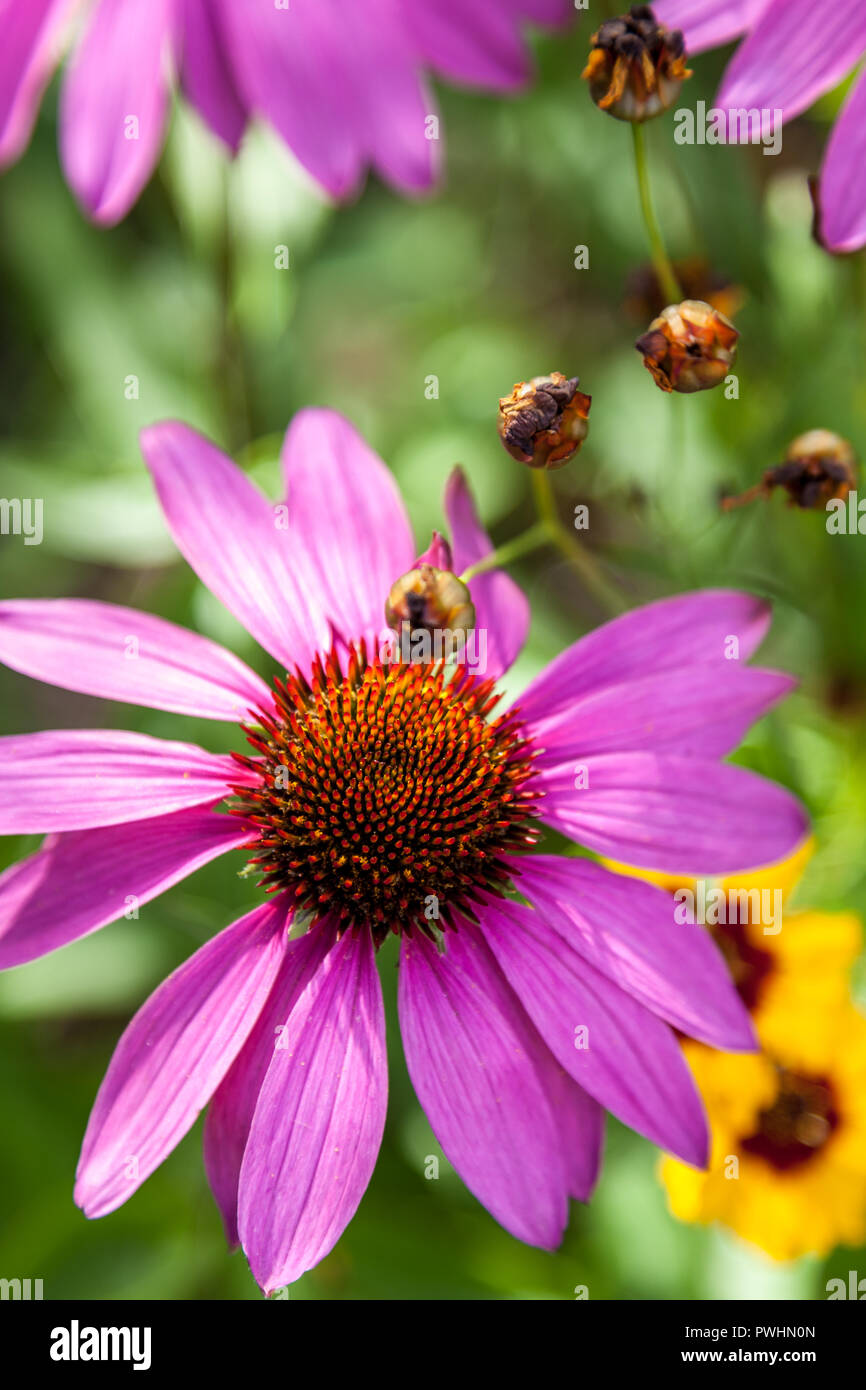 Fibonacci daisy hi-res stock photography and images - Alamy