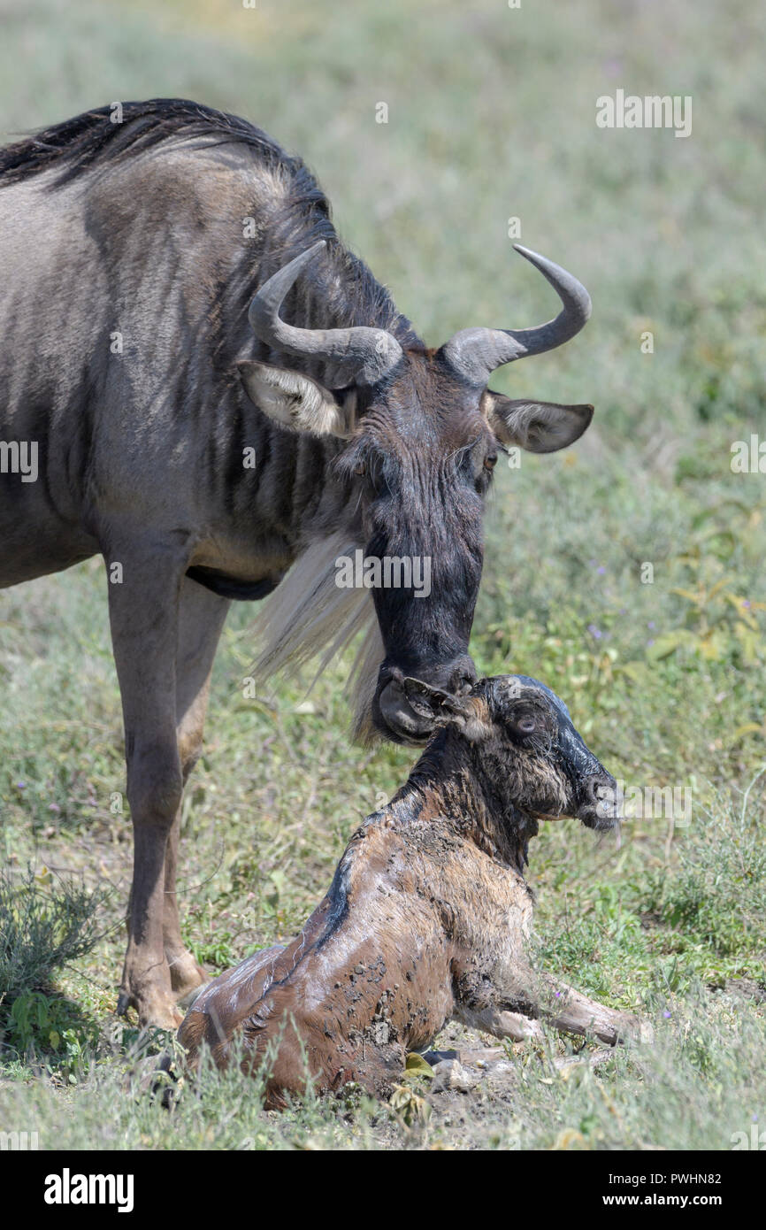 Mother wildebeest and calf hi-res stock photography and images - Alamy