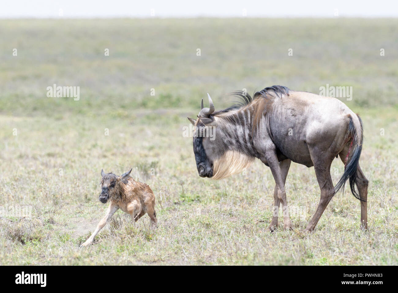 Blue Wildebeest Baby