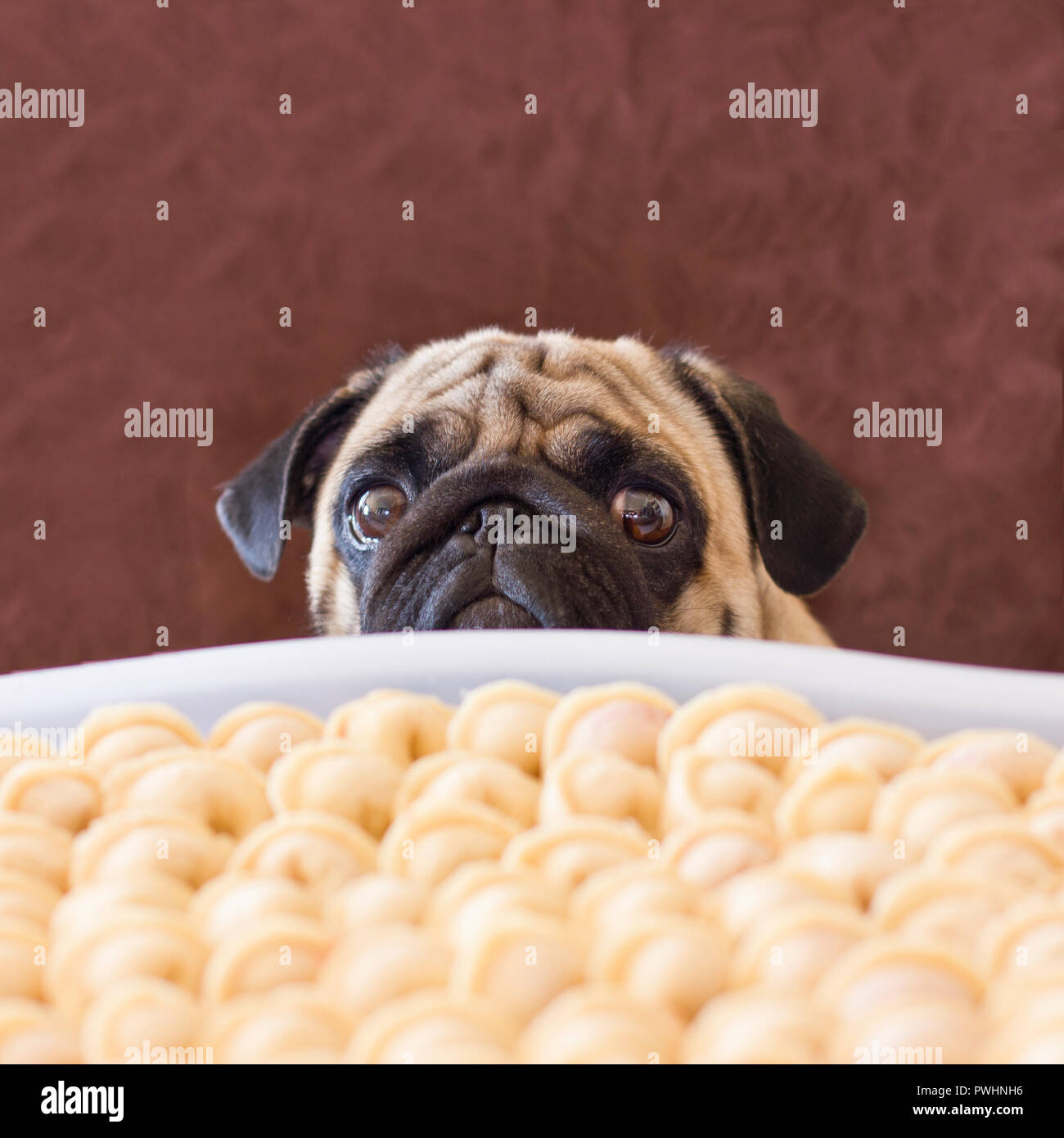 Sad pug dog asking food. Looking with big sorrow eyes to table Stock ...