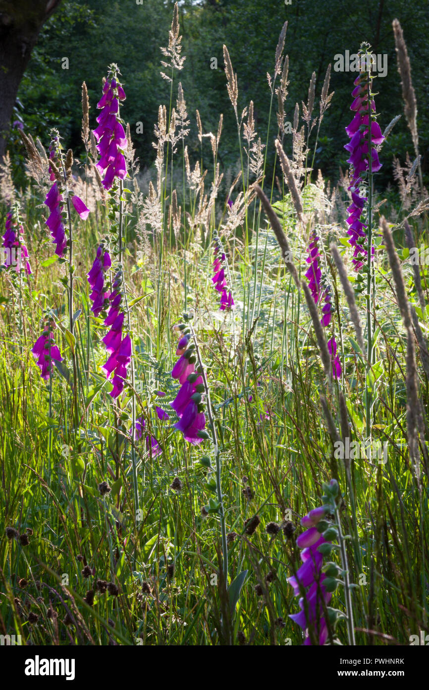 Wild foxglove hi-res stock photography and images - Alamy