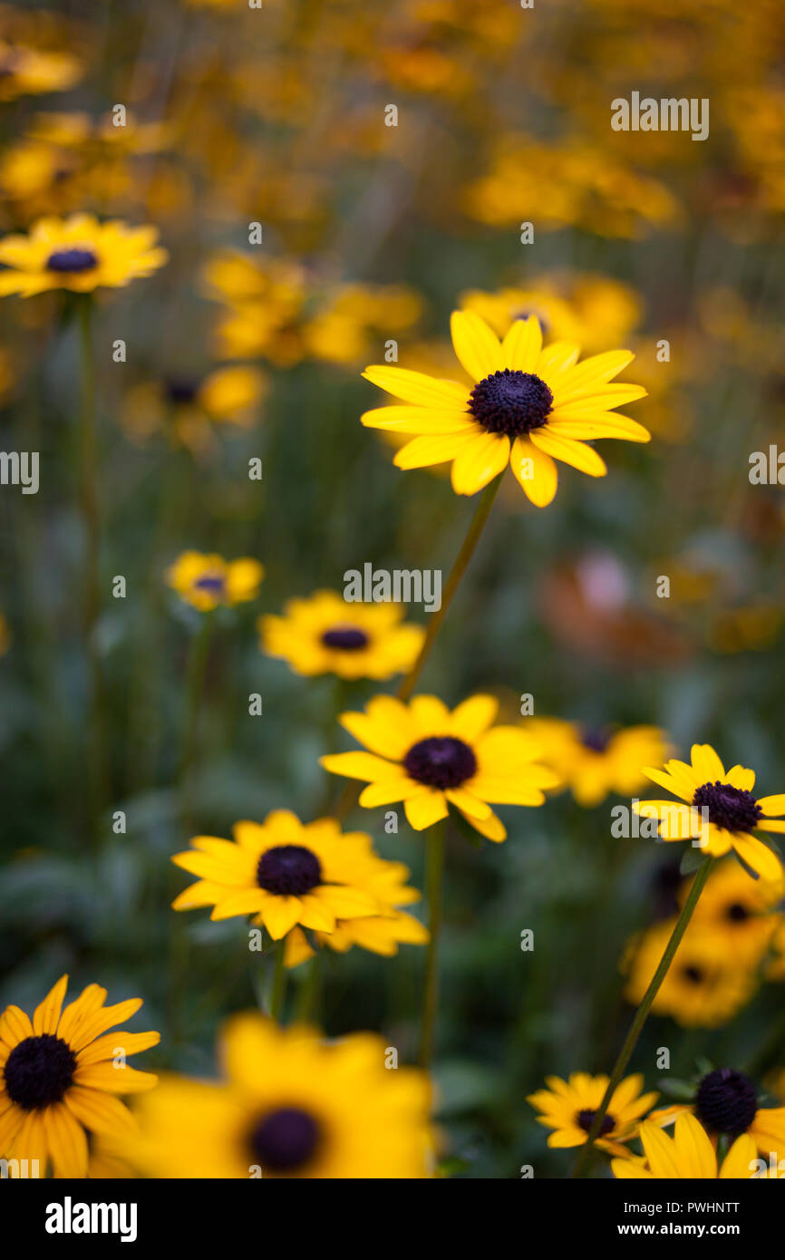 A field of yellow daisy-like flowers Stock Photo - Alamy