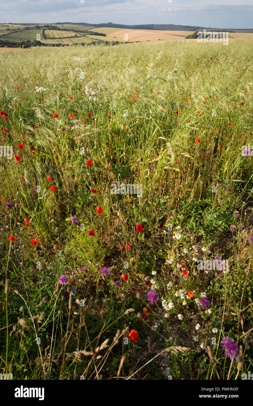 Poppies border the edge of a field Stock Photo - Alamy