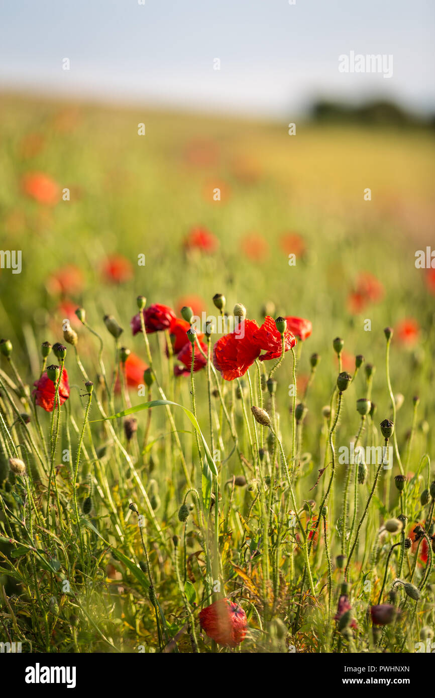 Poppies border the edge of a field Stock Photo - Alamy