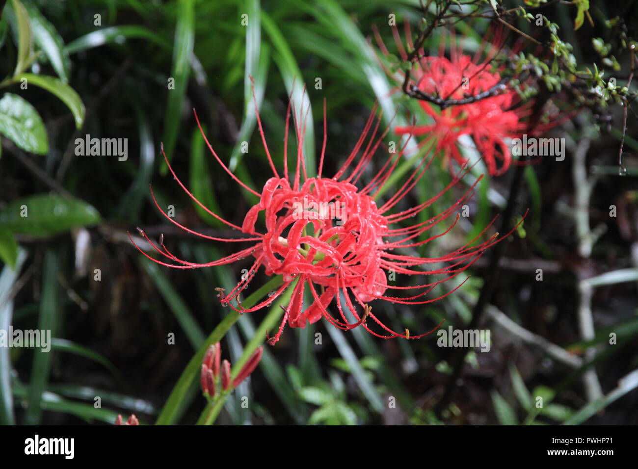 red spider lily Stock Photo - Alamy
