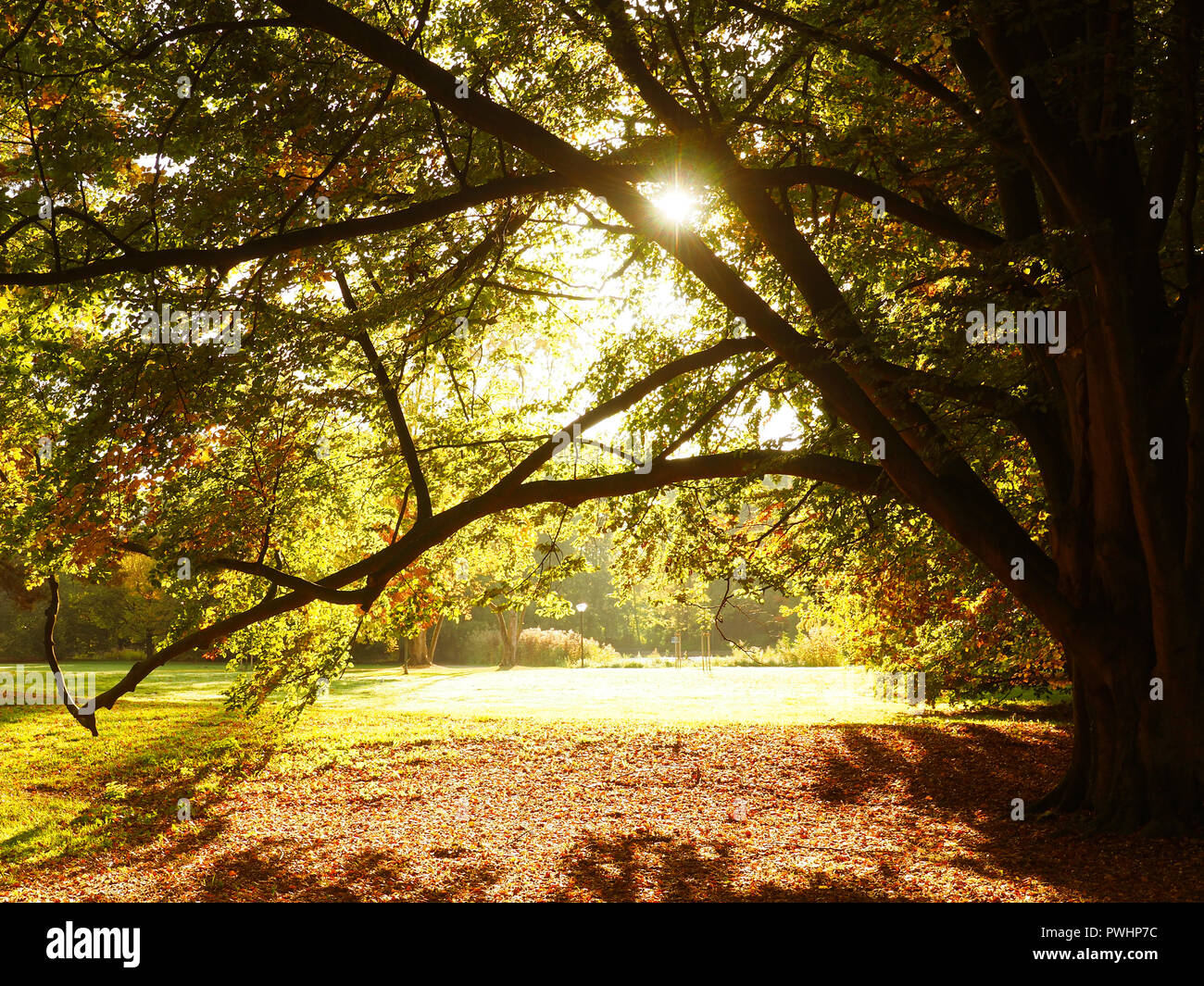 Colorful trees in the park with the bright morning sun, seasonal ...