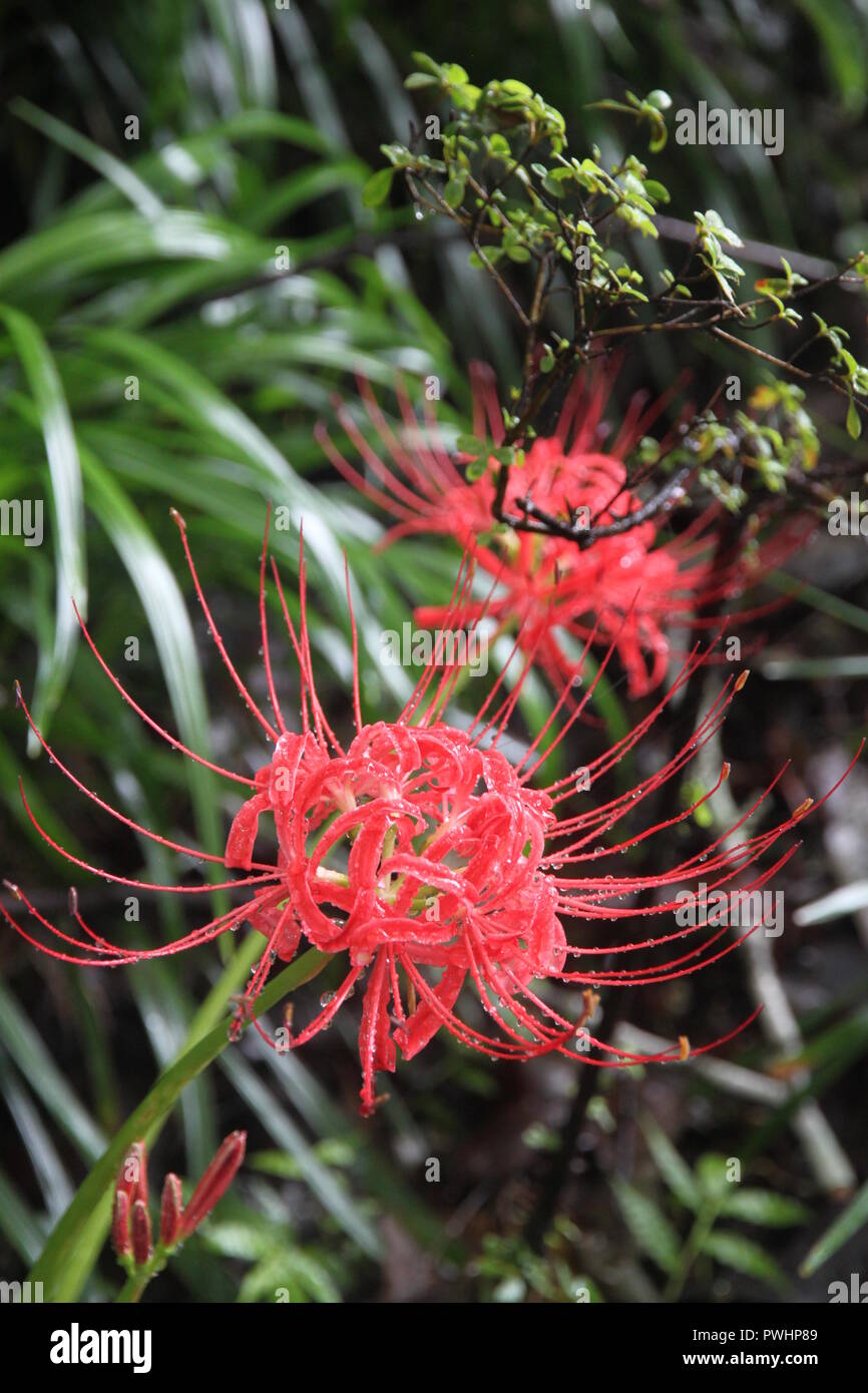 red spider lily Stock Photo - Alamy