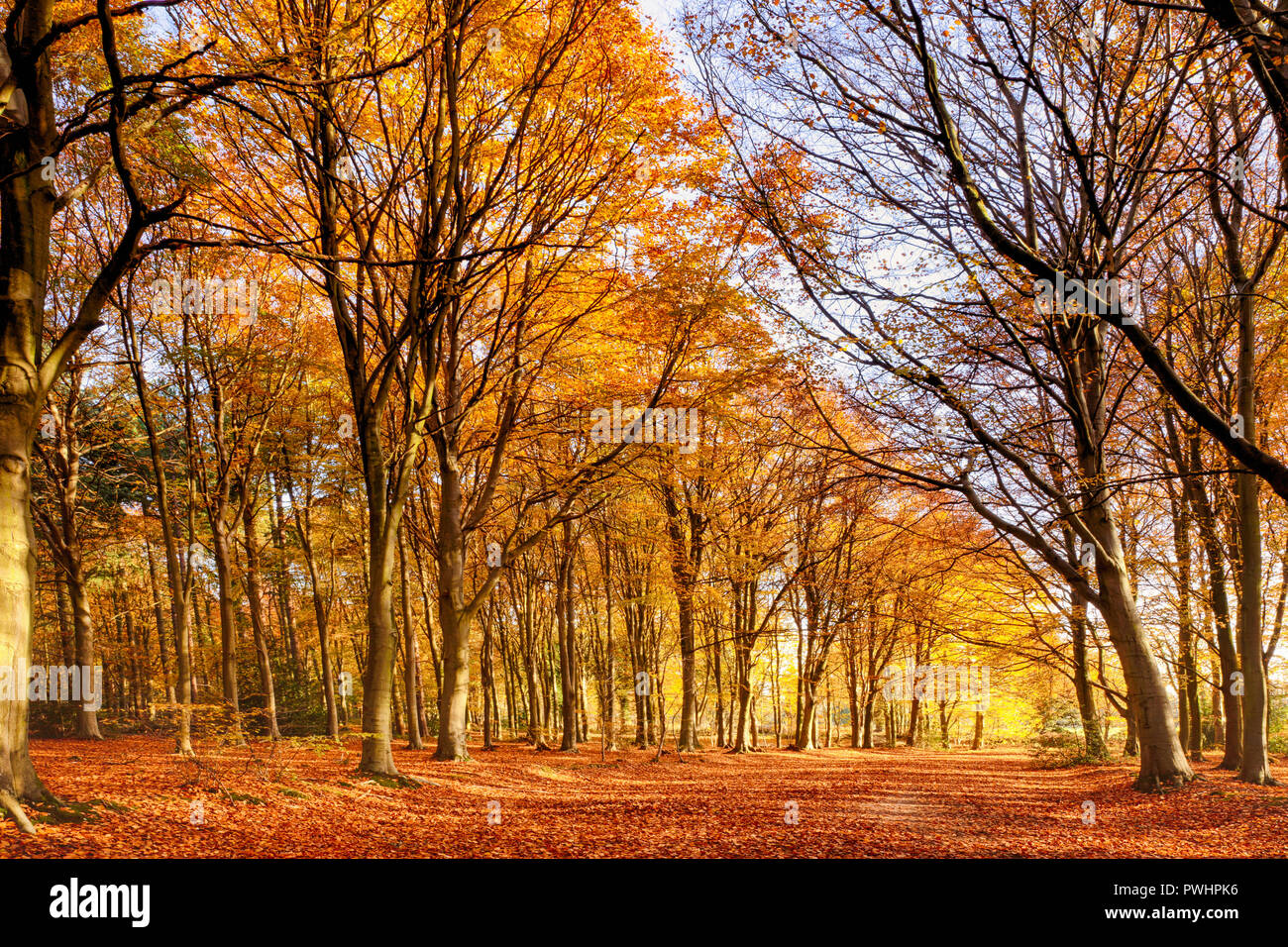 Beautiful woodland in autum fall colors. English forest with orange and ...