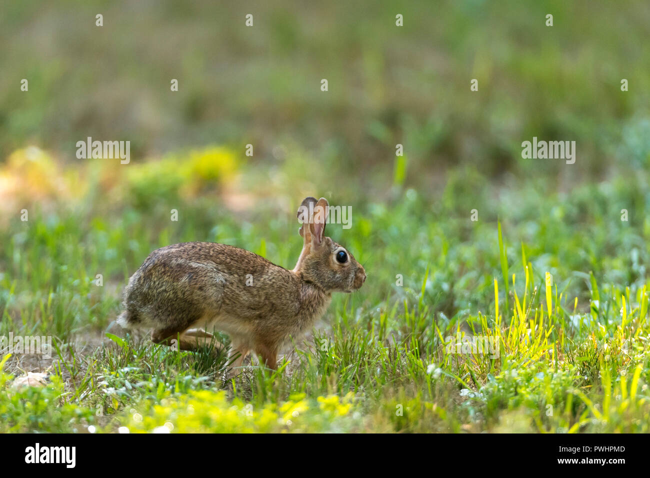 Running wild rabbit hi-res stock photography and images - Alamy
