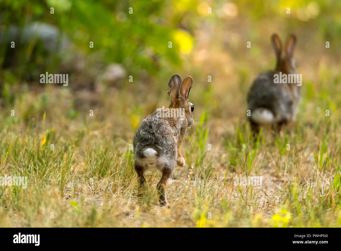 Rabbit rear view hi-res stock photography and images - Alamy