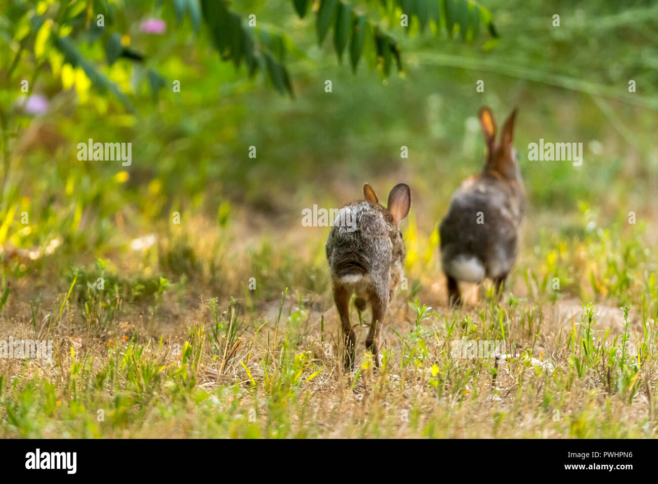 Rabbit rear view hi-res stock photography and images - Alamy