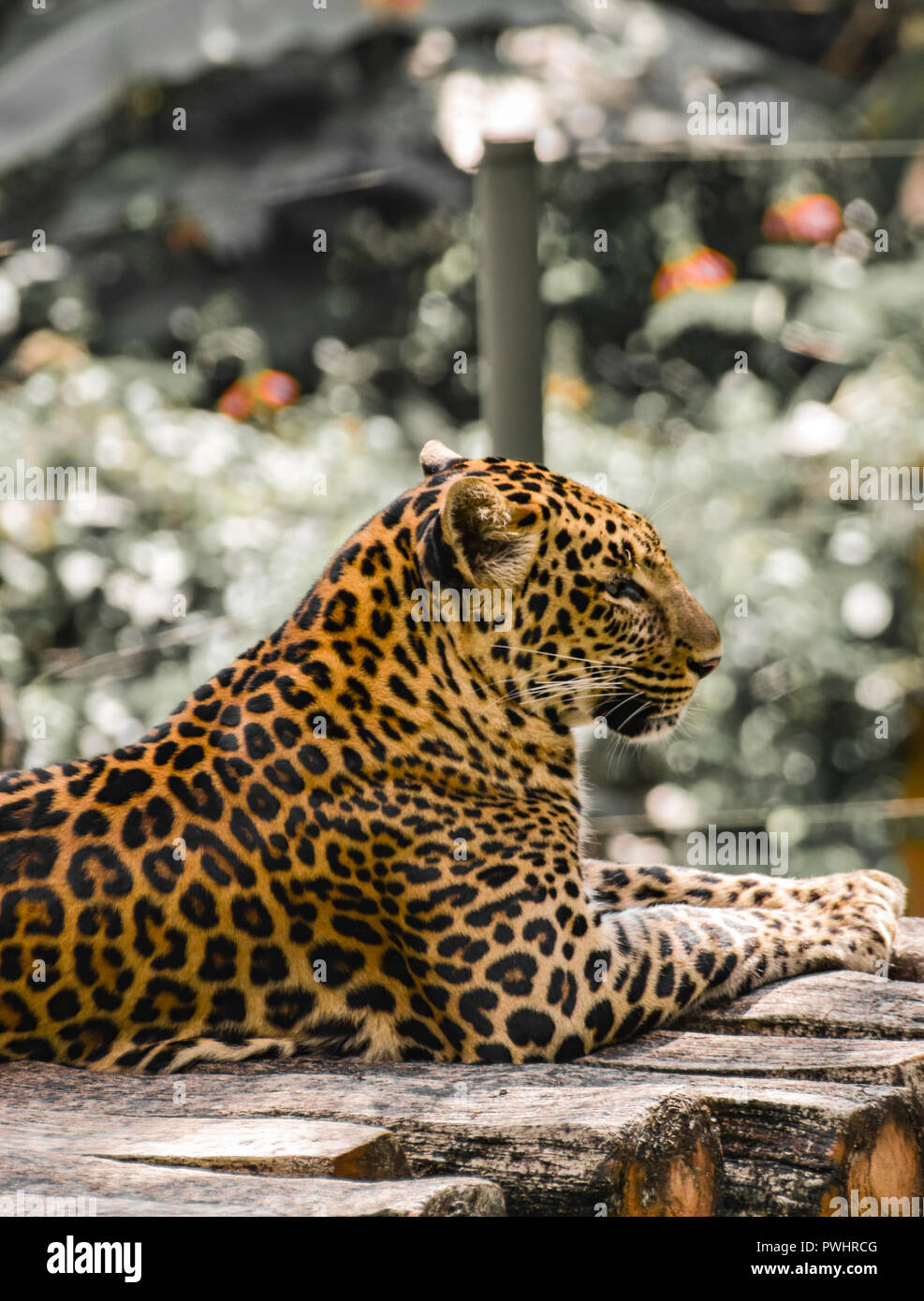 Mini habitat hi-res stock photography and images - Alamy