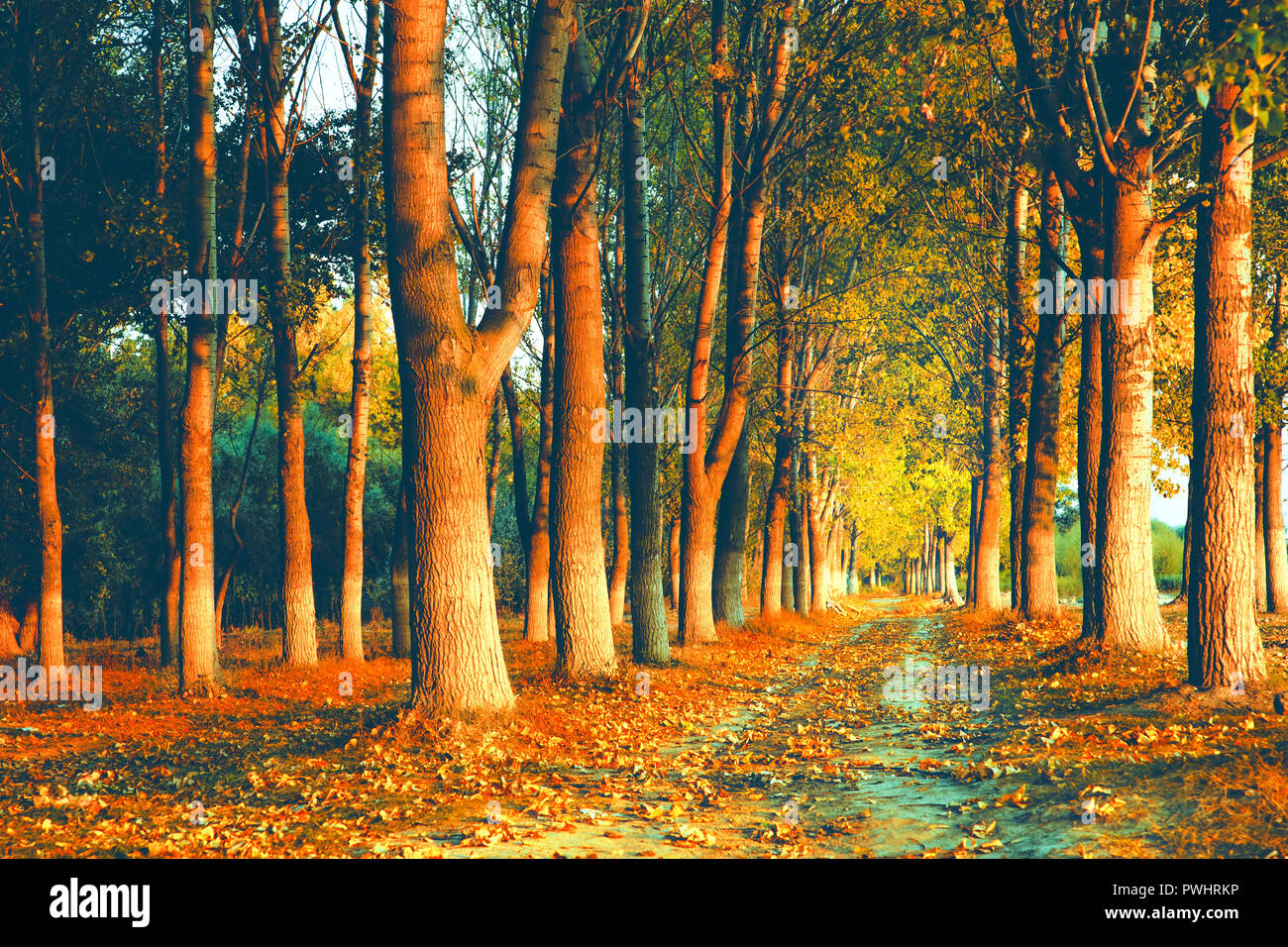 Walk through park alley hi-res stock photography and images - Alamy
