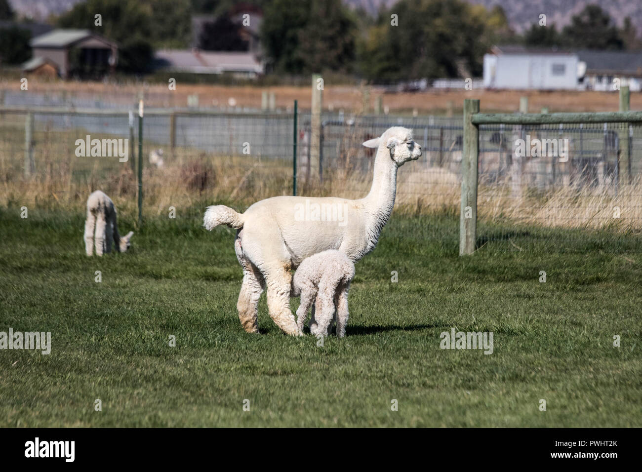 Old alpaca hi-res stock photography and images - Alamy